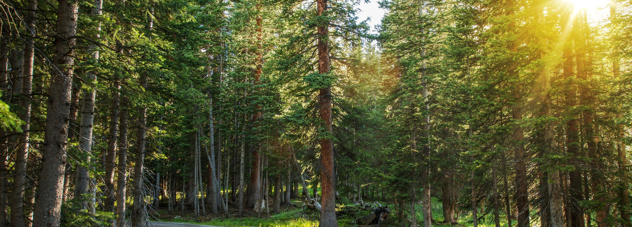 What is Clamshell Packaging: Types, Benefits & Uses